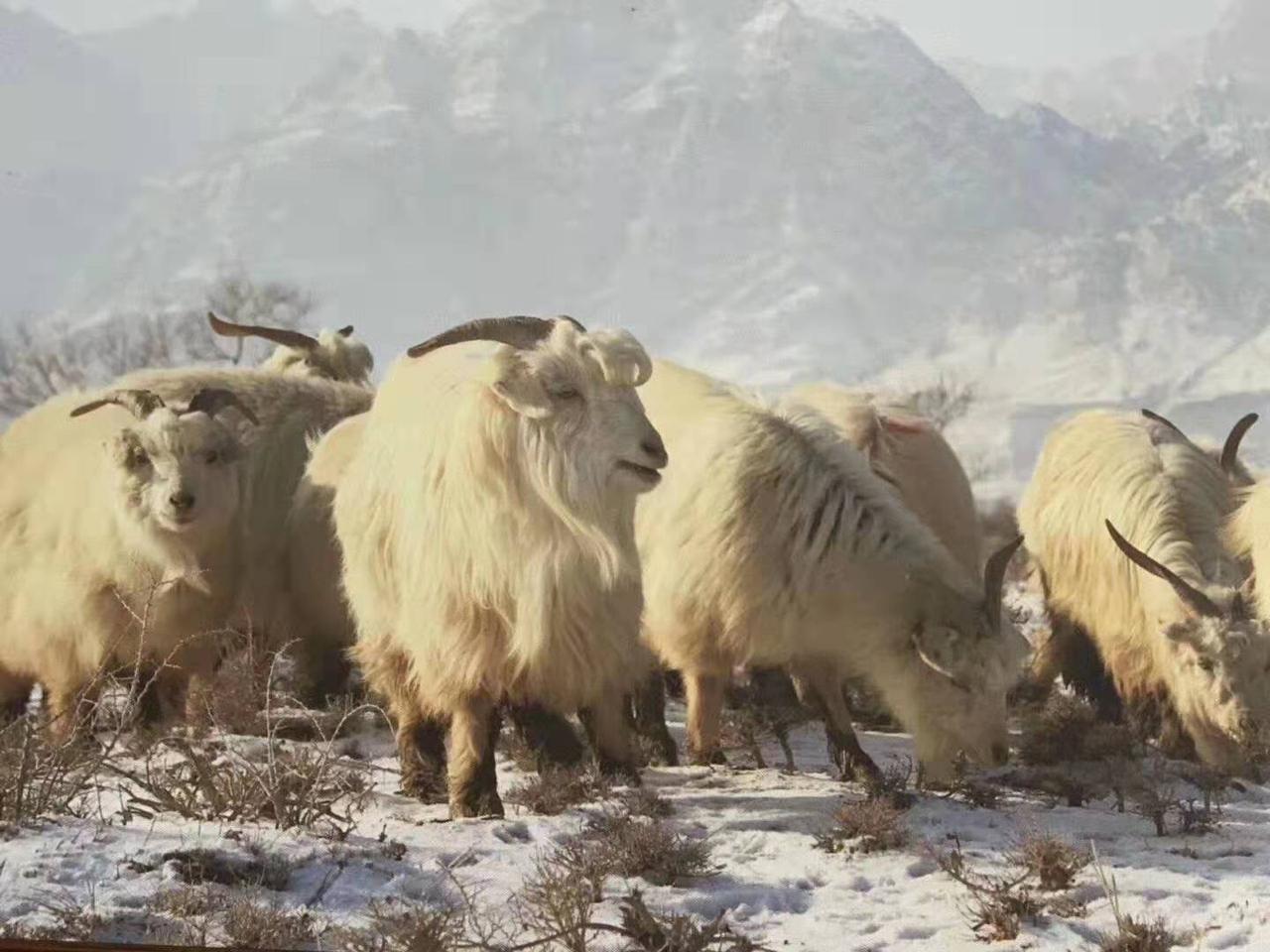 Cashmere Sheep